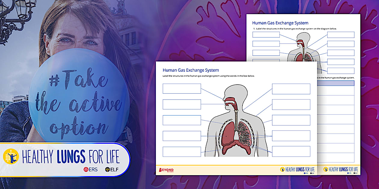 FREE! - Human Gas Exchange System Labelling Worksheet