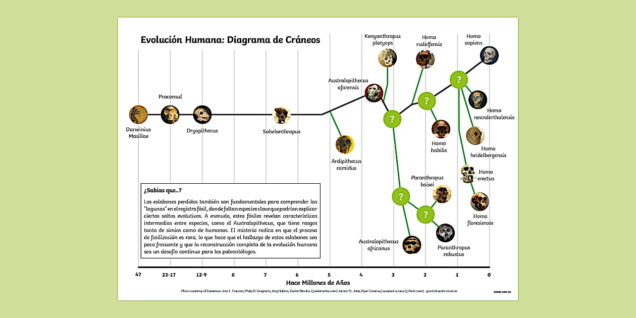 Poster Evolución Humana Diagrama de Cráneos Twinkl Colombia