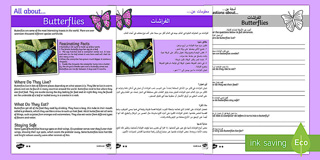 Butterfly Reading Comprehension Arabic/English - Twinkl