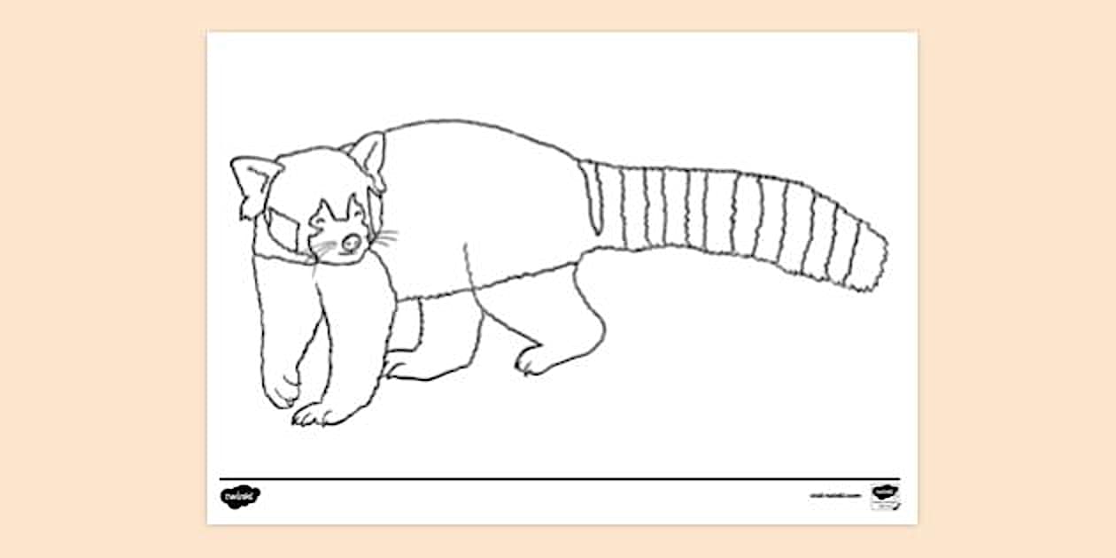 Red Panda Colouring | Colouring Sheets (teacher made)