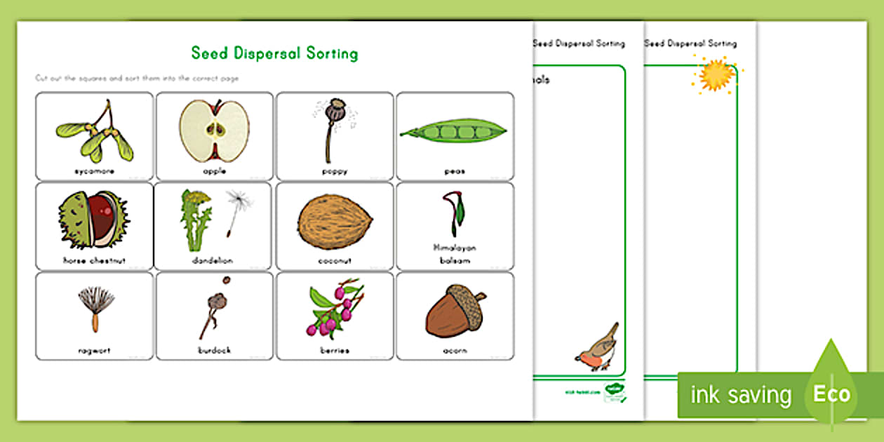 Editable Seed Dispersal Sorting Worksheet (teacher made)