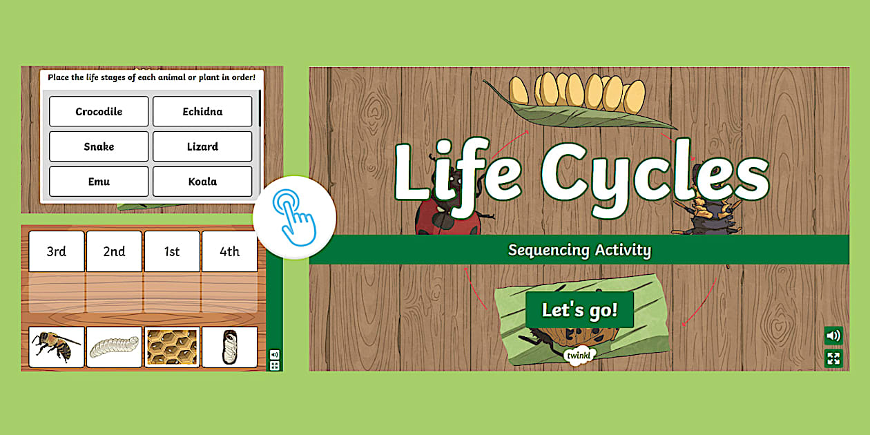 Life Cycles Interactive Sequencing Activity - Twinkl