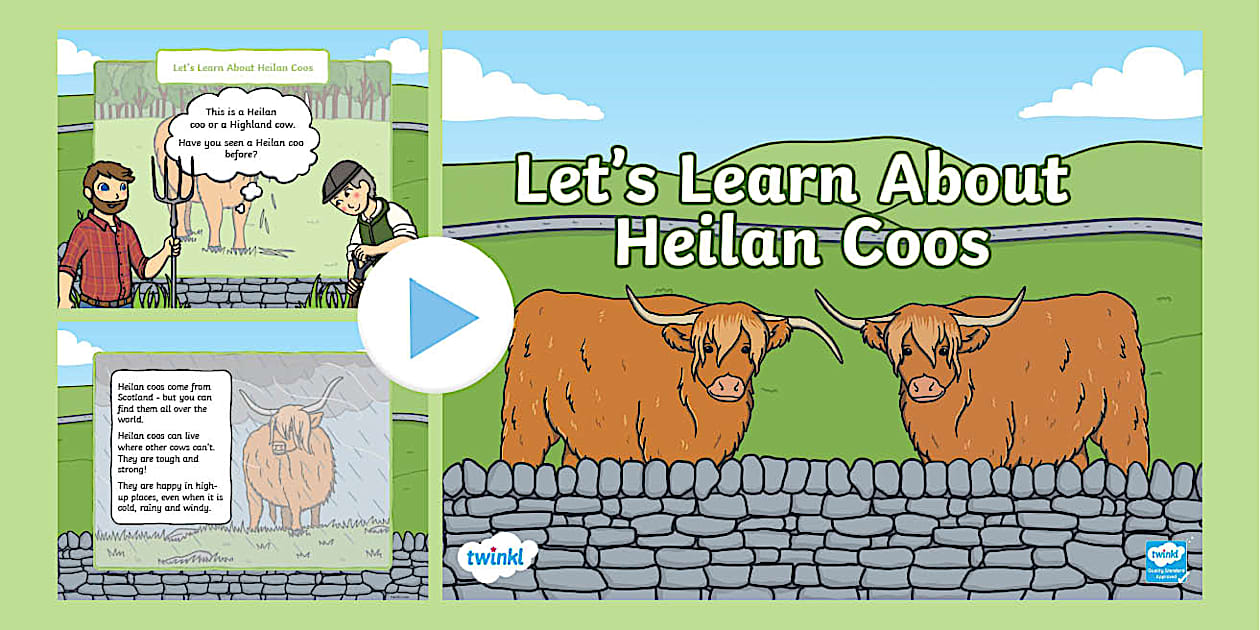 Facts About Highland Cows | Heilan Coos PowerPoint - Twinkl