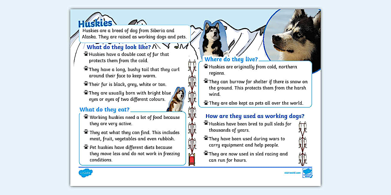 KS1 Huskies Fact File (teacher made) - Twinkl