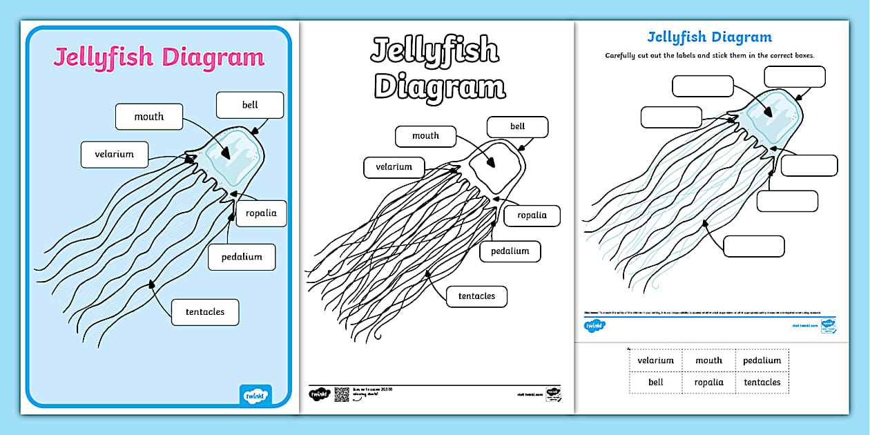 Jellyfish Diagram Pack (Teacher-Made) - Twinkl
