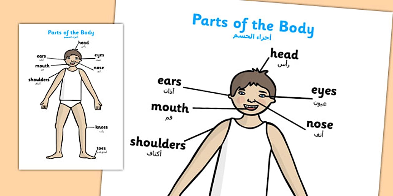 Black and White Parts of the Body A4 Head and Shoulders Arabic Translation