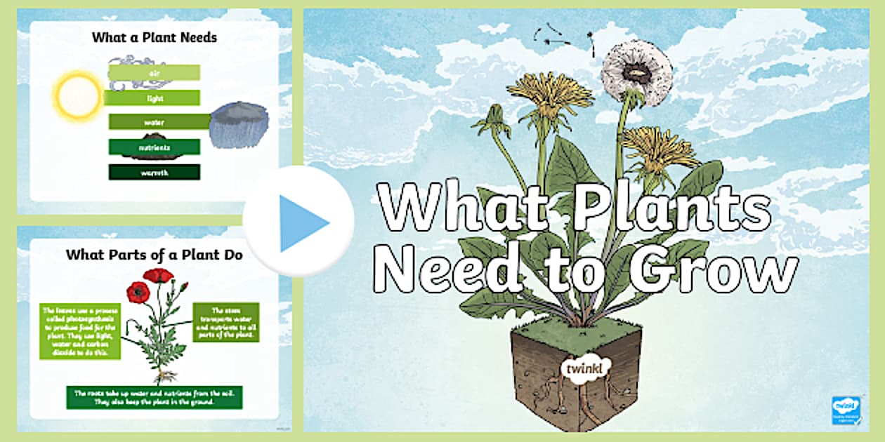 What Do Plants Need To Grow (teacher made) - Twinkl