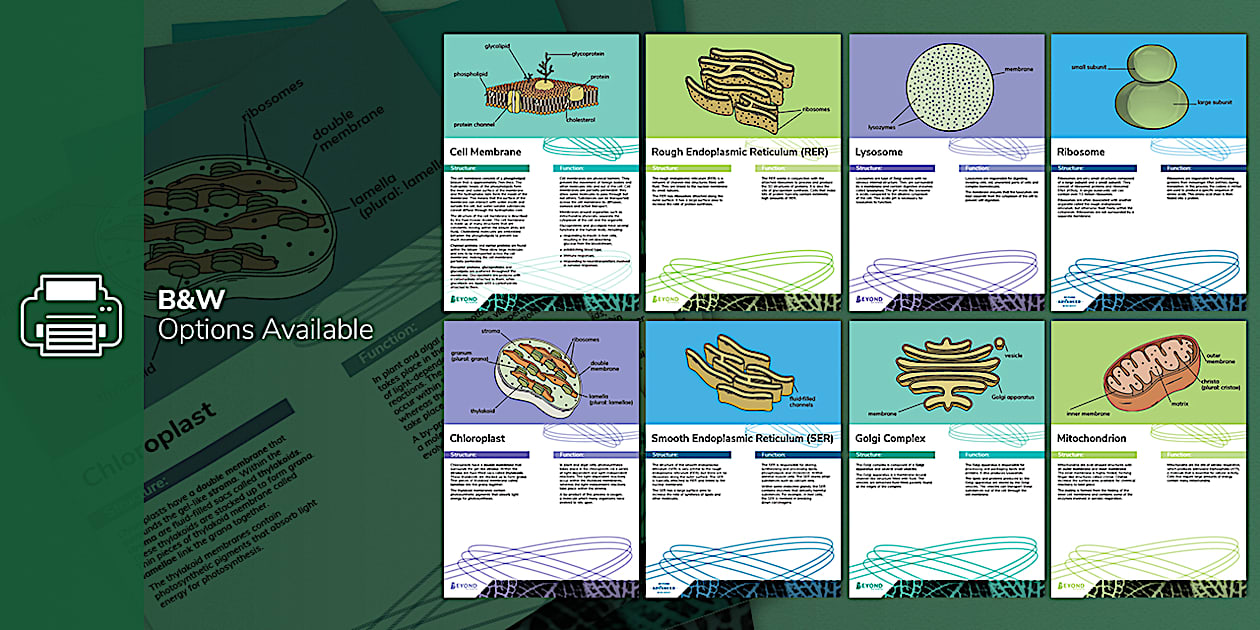 Cell Organelles and Their Functions Information Sheets