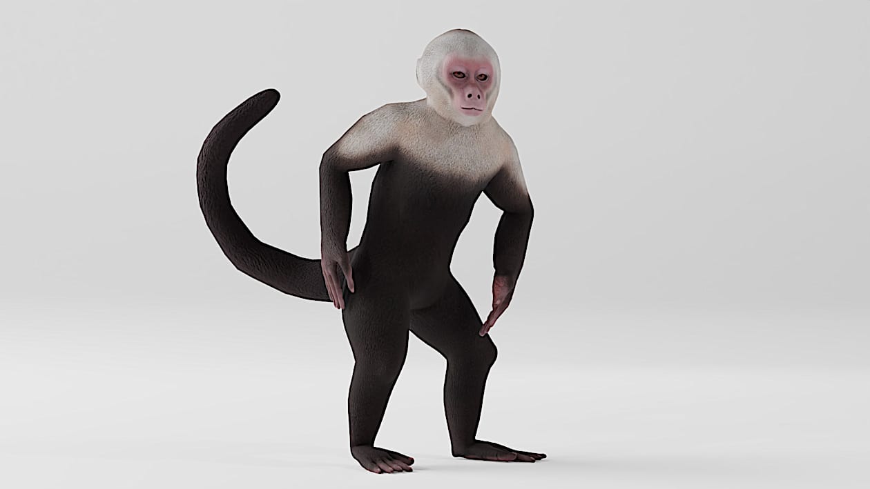3D Model: Mammals - Capuchin Monkey (Hecho por educadores)