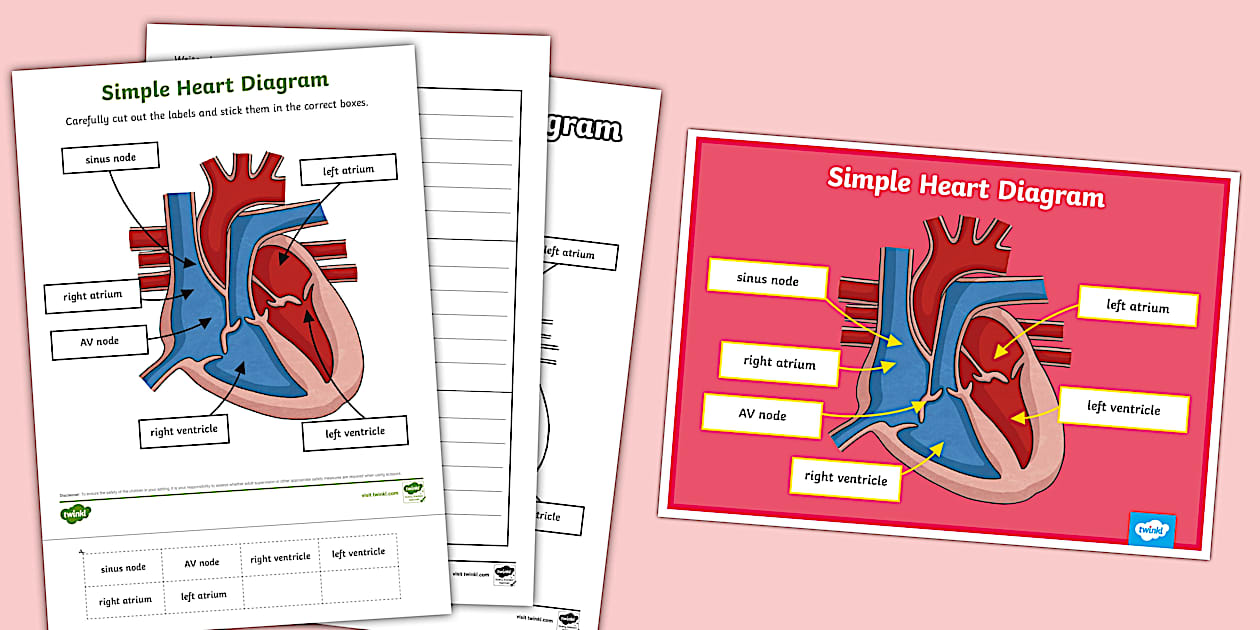 Simple Diagram of a Heart Activity Pack (teacher made)