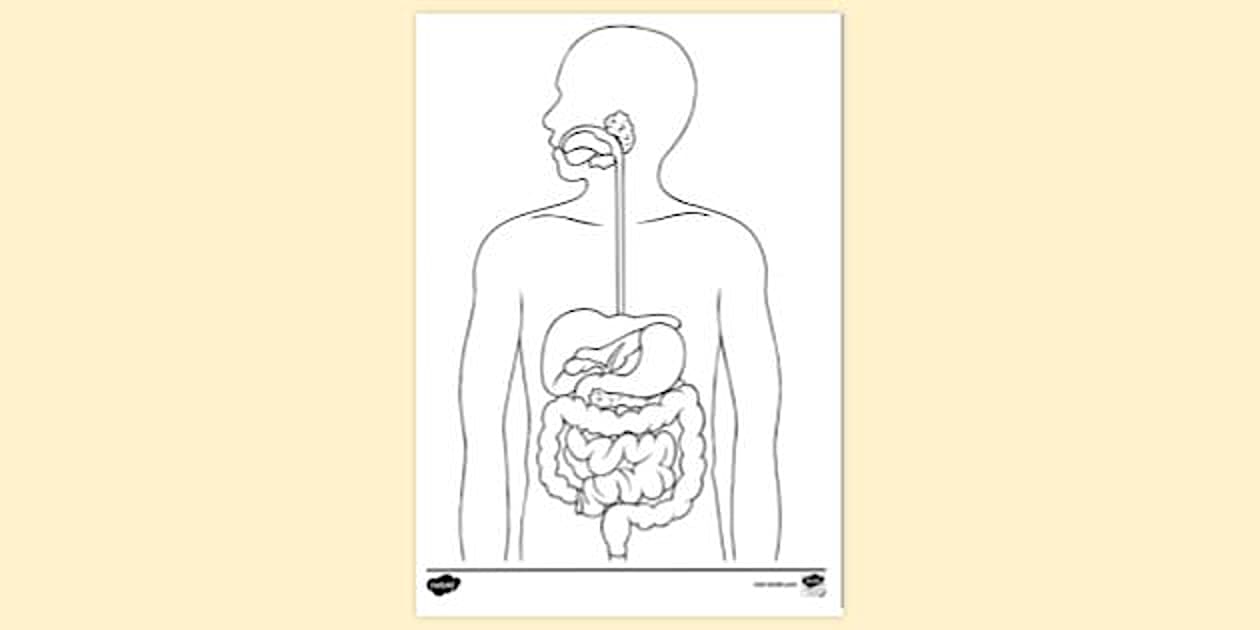 Human Digestive System Cartoon Colouring Sheet | Twinkl