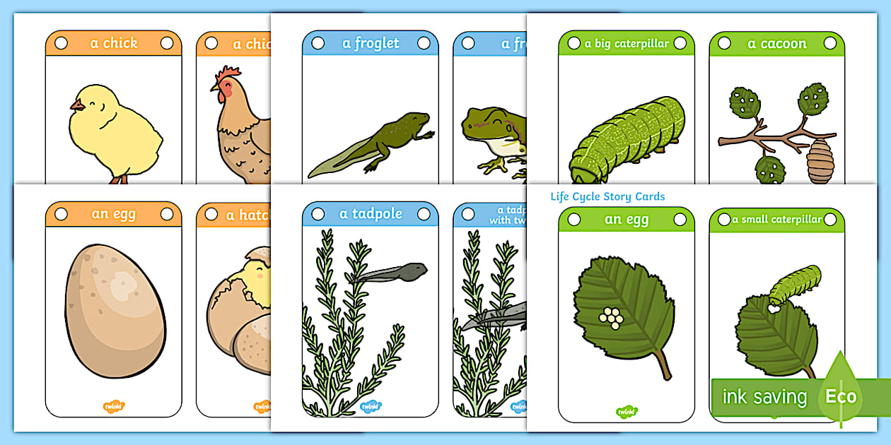 Life Story Threading Card Set (Hecho por educadores)