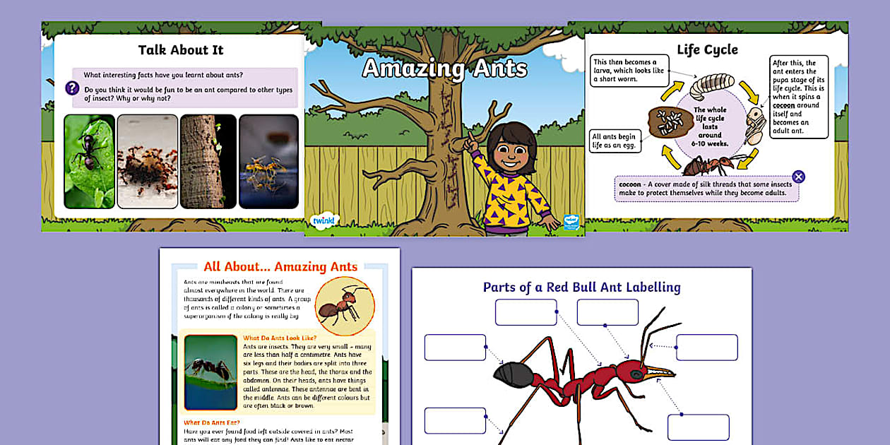Amazing Ants Resource Pack (teacher made) - Twinkl