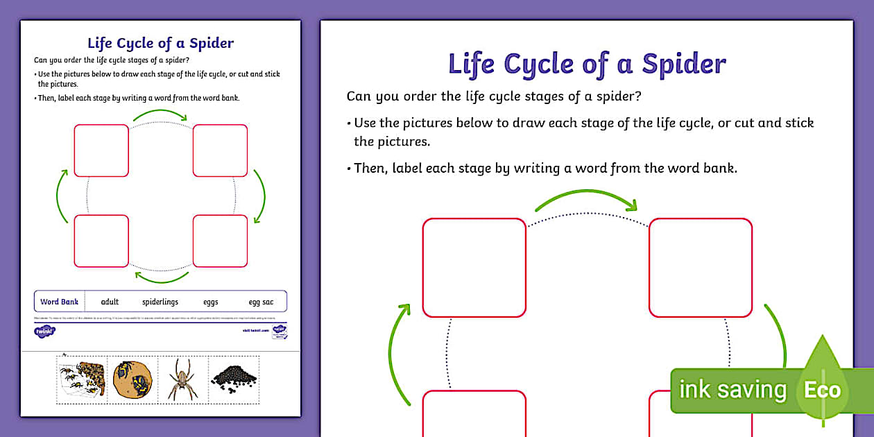 Life Cycle of a Spider Activity Sheet (teacher made)