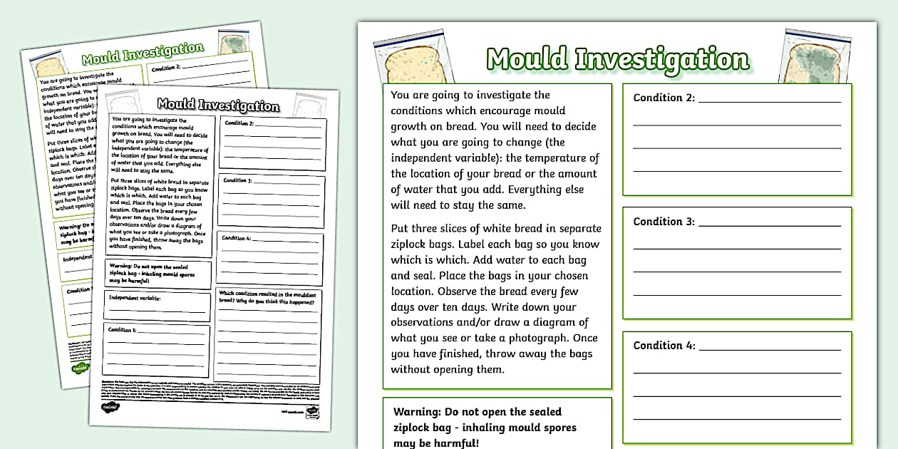 Mould Investigation Worksheet (teacher made) - Twinkl
