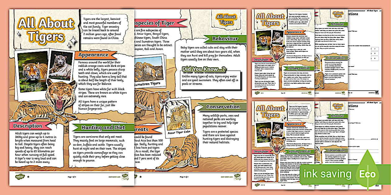 LKS2 All About Tigers Differentiated Reading Comprehension Activity