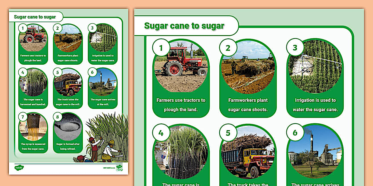 Grade 3 Life Skills T4 Sugar Cane to Sugar Display Poster (CAPS)