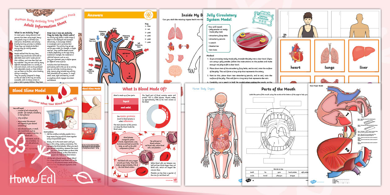 Human Body Activity Tray Resource Pack | Lapbook Science