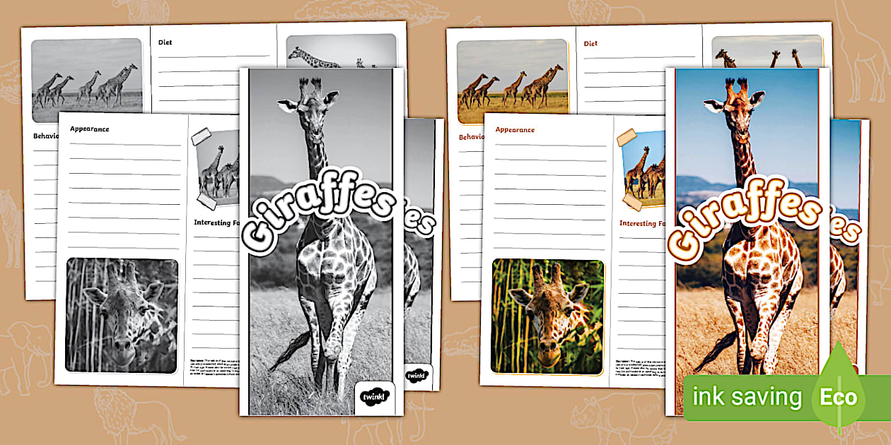 Giraffes Leaflet Template (teacher made) - Twinkl