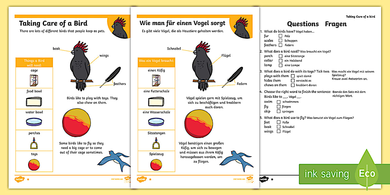 How to Look After a Bird Differentiated Reading Comprehension Activity