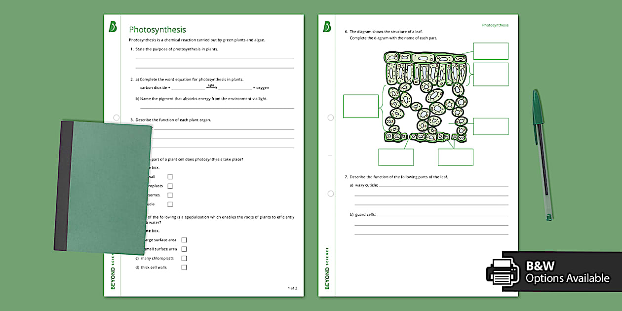 Photosynthesis Worksheet | KS3 Biology | Beyond Science