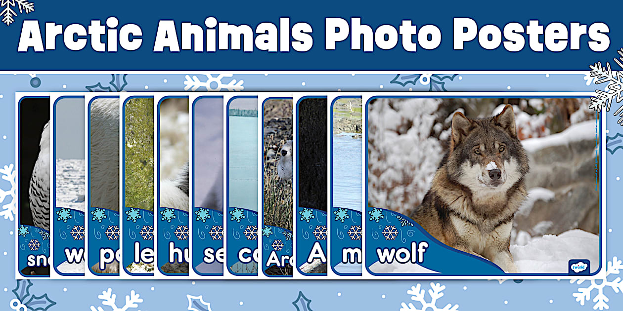 Arctic Animals Photo Posters