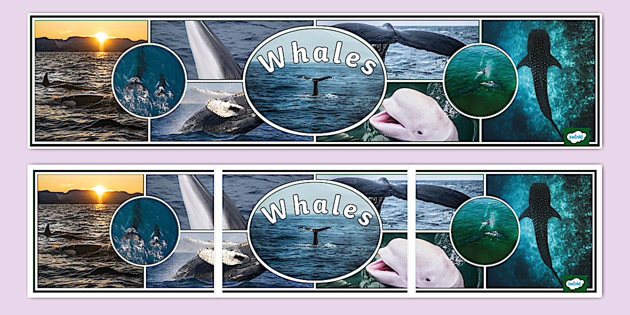 Whales Photo Display Banner (Teacher-Made) - Twinkl