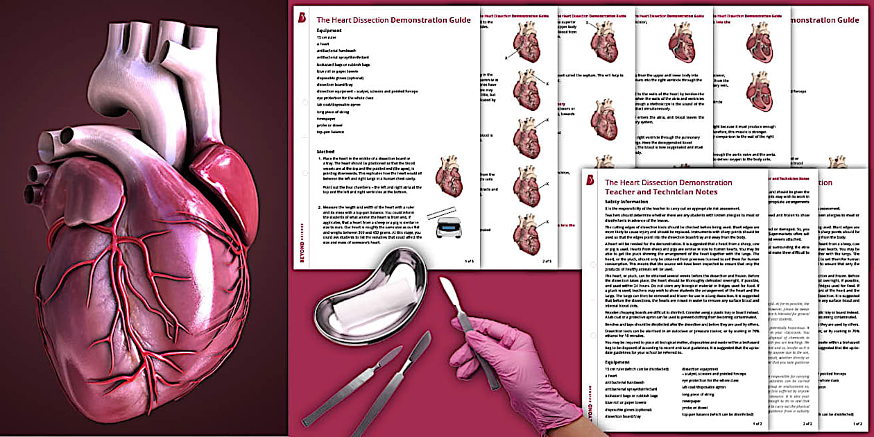 The Heart Dissection Demonstration Guide | Science | Beyond
