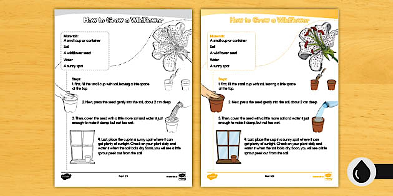 How to Grow a Wildflower Procedural Mentor Text and Activity