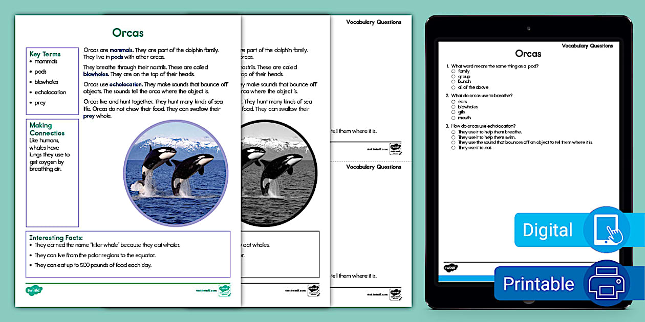 Orca Fun Facts Fact File for 1st Grade | Twinkl USA - Twinkl