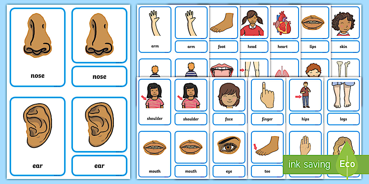 Parts of the Body Three Part Cards (teacher made) - Twinkl