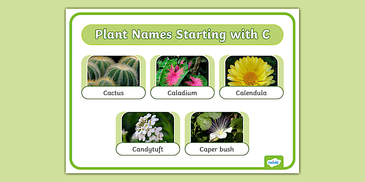 Plant Names That Start with C Display Poster