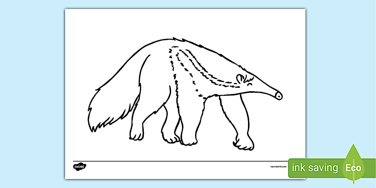 Anteater Colouring Sheet | Activity | Twinkl (Teacher-Made)