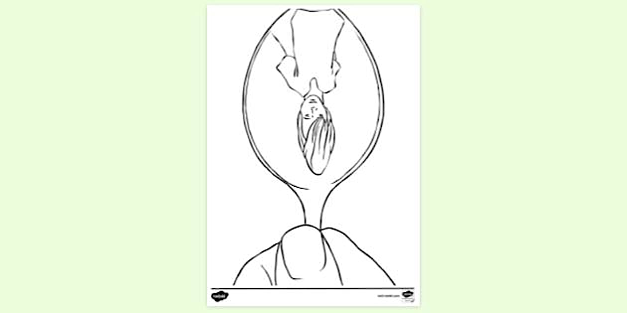 Concave Reflection Colouring Sheet | Colouring Sheets
