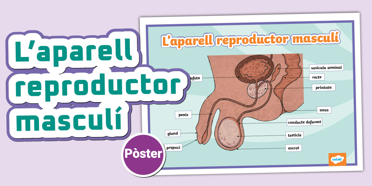 Pòster: L'aparell reproductor masculí - Català