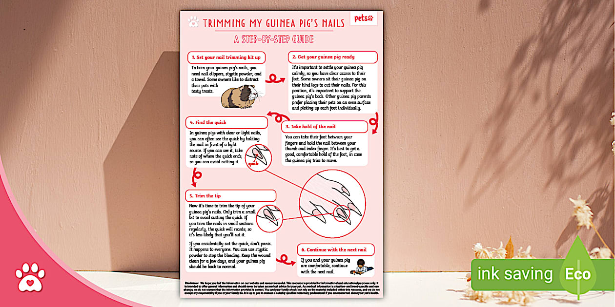 Guinea Pig Nail Trimming Guide - Trim My Guinea Pig's Nails