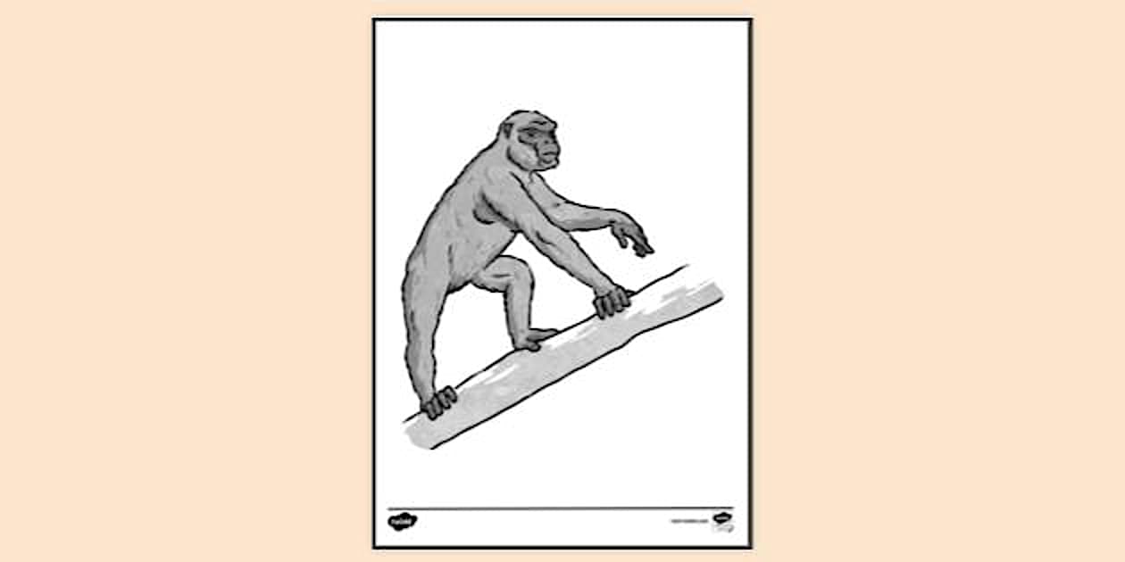 Ardipithecus Ramidus Colouring | Colouring Sheets - Twinkl