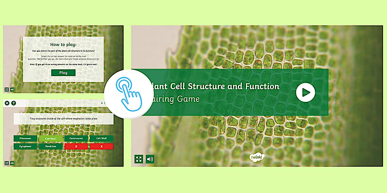 Plant Cell Structure and Function Game - Twinkl