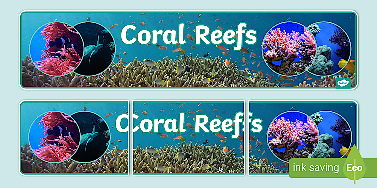 Coral Reefs Display Photo Banner (teacher made) - Twinkl