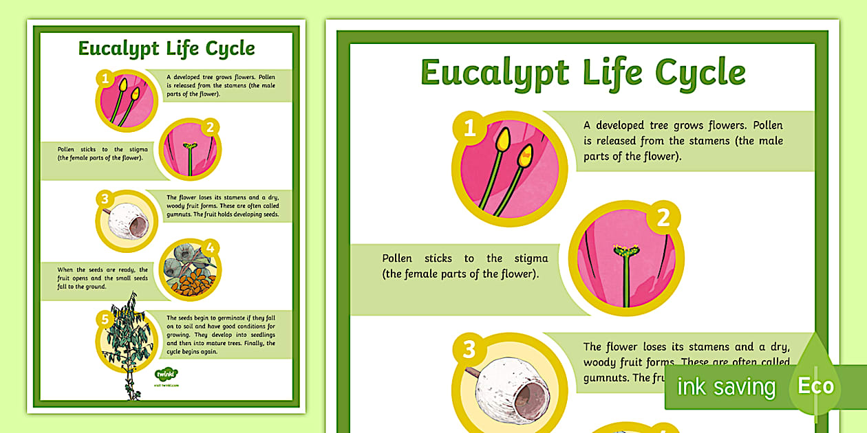 NSW Eucalypt Life Cycle Display Poster - Twinkl