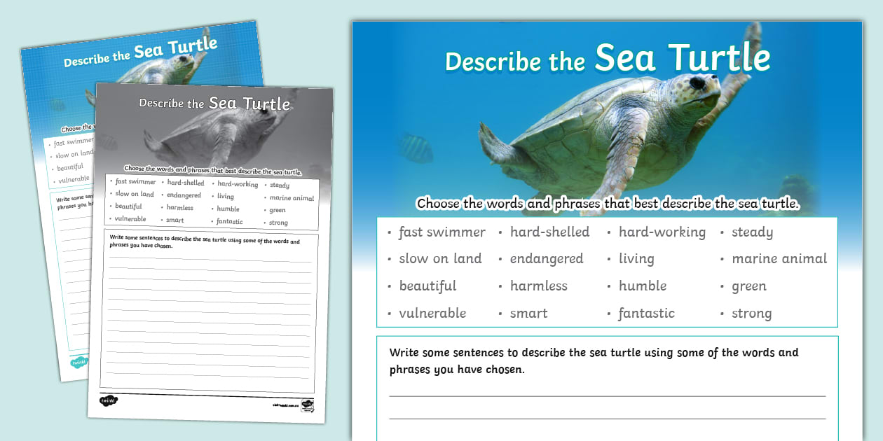 Describe the Sea Turtle Worksheet (Teacher-Made) - Twinkl
