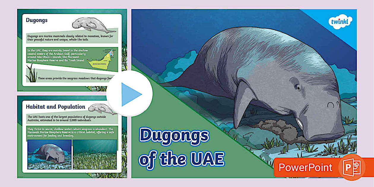 Dugong UAE PowerPoint Presentation | Marine Life | Twinkl