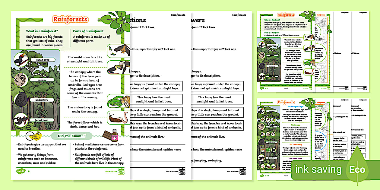 Rainforests Differentiated Reading Comprehension Activity