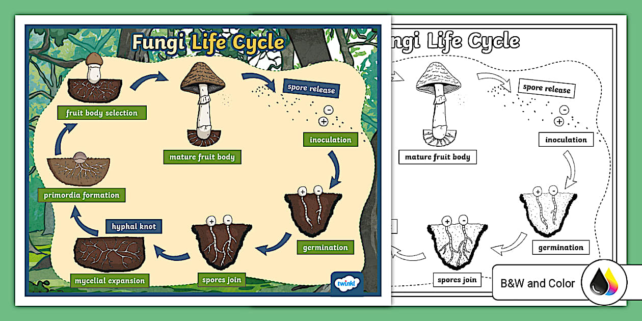 Fungi Life Cycle Poster | Resource | Twinkl USA - Twinkl