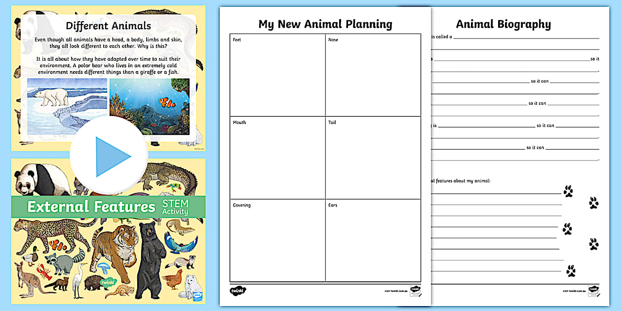 Animal External Features STEM Activity Pack - Twinkl