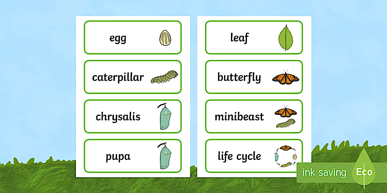 Life Cycle of a Butterfly Display Banner (teacher made)