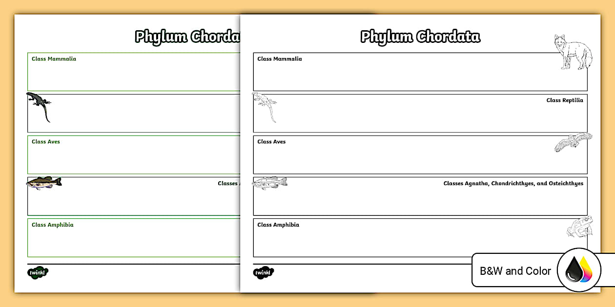 Phylum Chordata Taxonomy Graphic Organizer for 6th-8th Grade