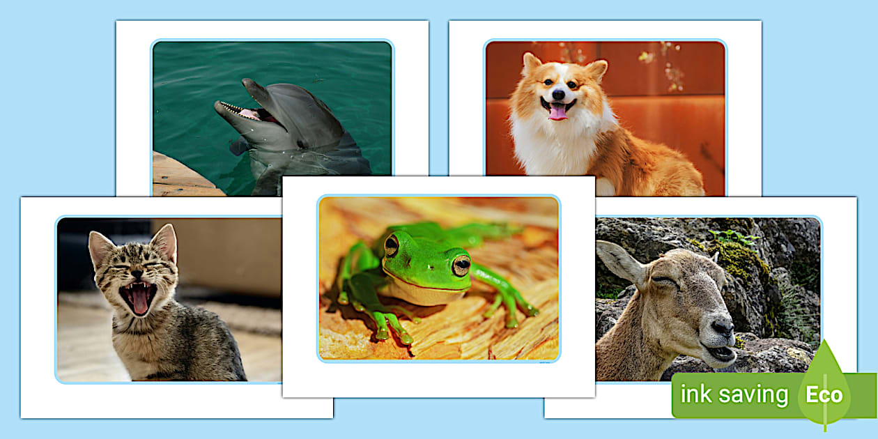 Smiley Animal Photo Pack (teacher made) - Twinkl