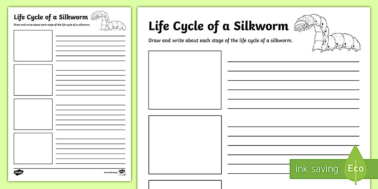 TAS 3-4 Silkworm Life Cycle Writing Frame Worksheet - Twinkl