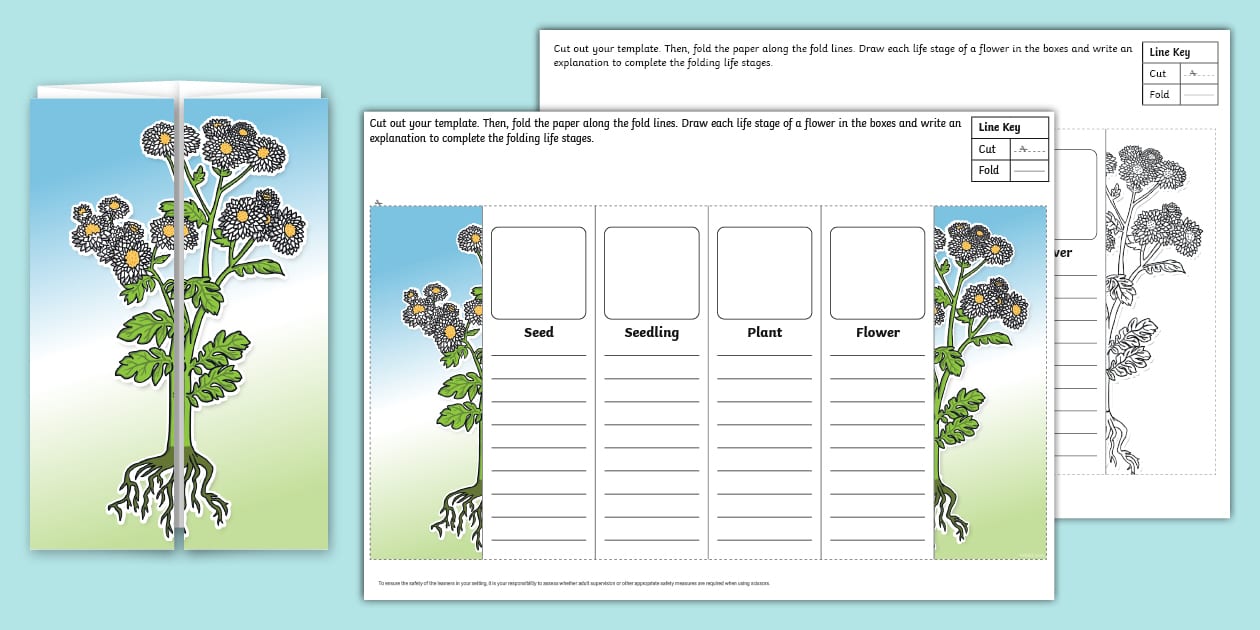 * NEW * Flowers Folding Life Stages Template (teacher made)